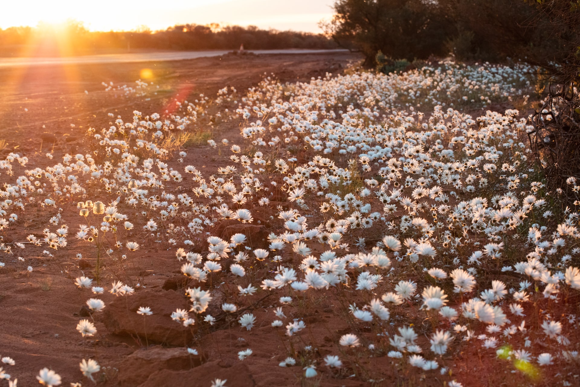 Golden Outback | WAnderland | Western Australian Museum