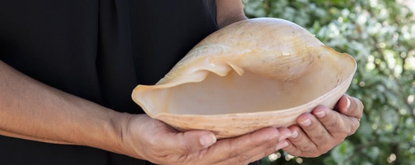 Neil Baker Shell Collection | WAnderland | Western Australian Museum