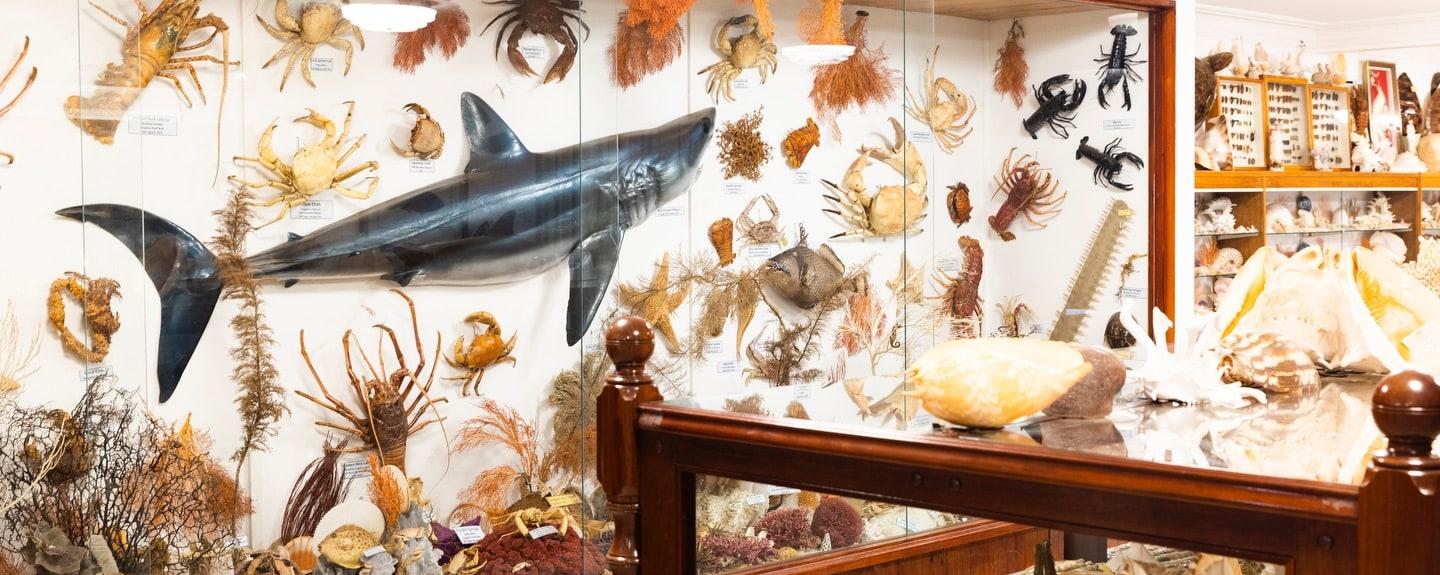 Belleview Shell Collection | WAnderland | Western Australian Museum