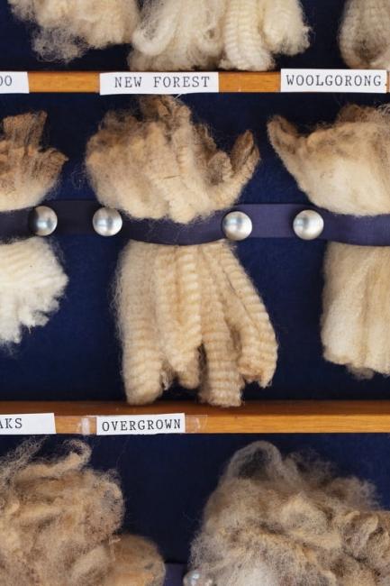 Wool clips | WAnderland | Western Australian Museum