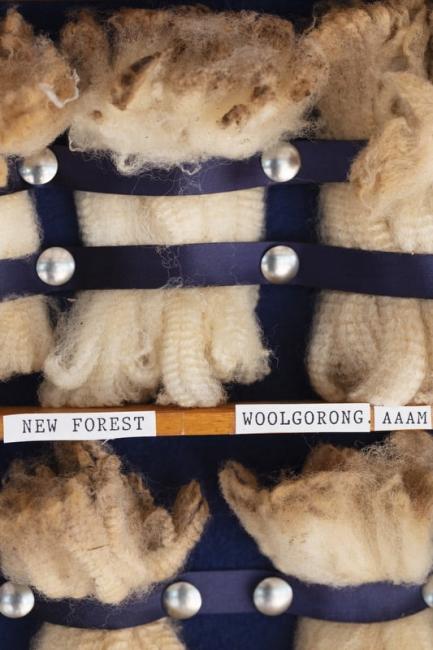Wool clips | WAnderland | Western Australian Museum