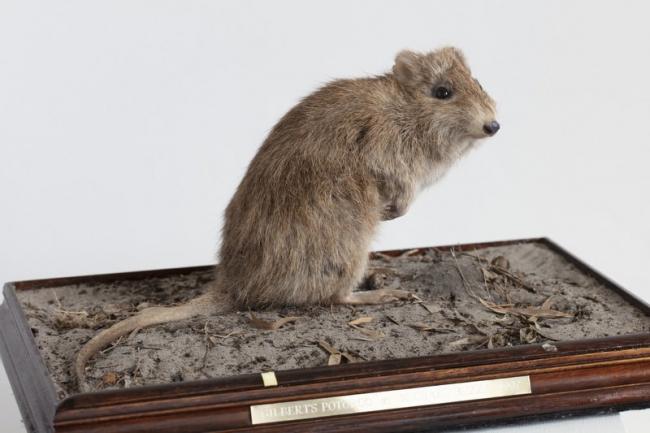 Gilbert's Potoroo | WAnderland | Western Australian Museum