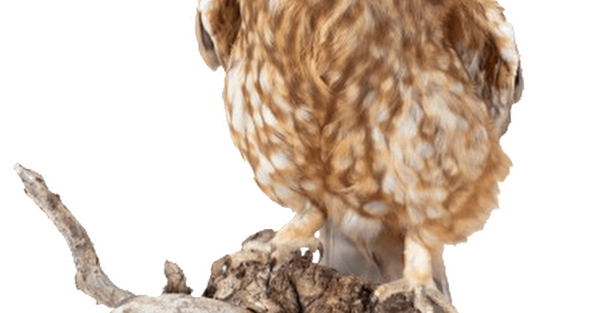 Southern boobook owl | WAnderland | Western Australian Museum