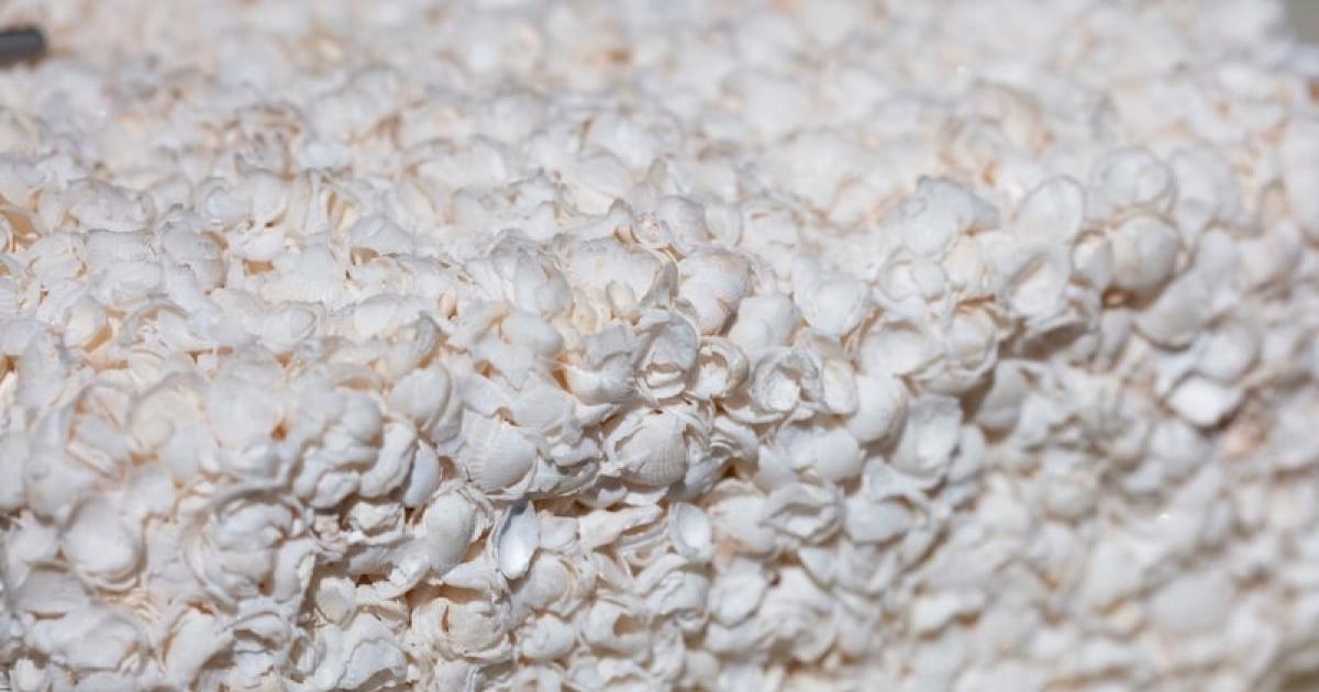 Shell bricks | WAnderland | Western Australian Museum