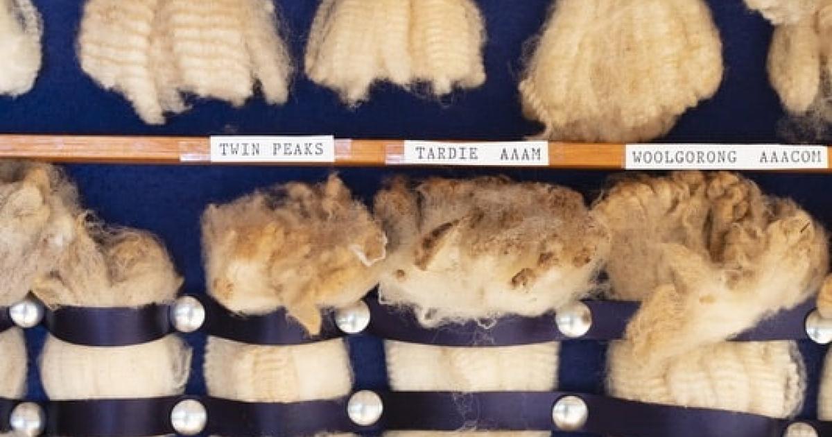 Wool clips | WAnderland | Western Australian Museum