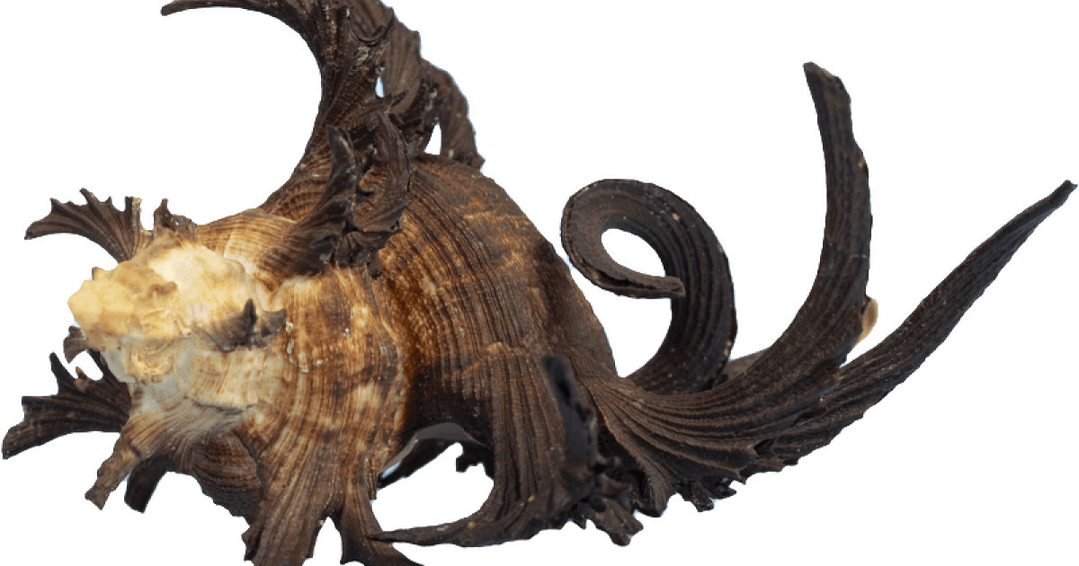 Shells and Crustacea | WAnderland | Western Australian Museum