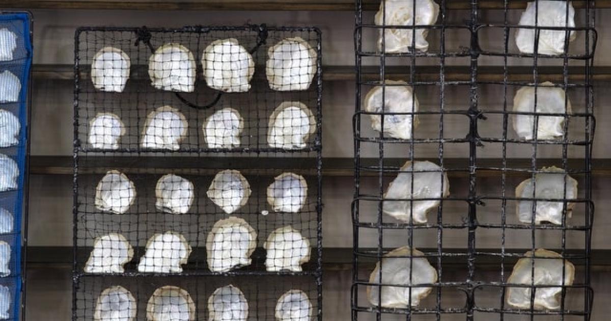 Pearlshell panels | WAnderland | Western Australian Museum