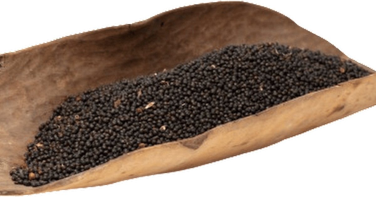 Coolamon full of acacia seeds | WAnderland | Western Australian Museum