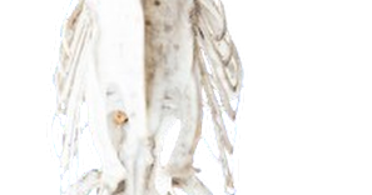 Bird skeleton | WAnderland | Western Australian Museum