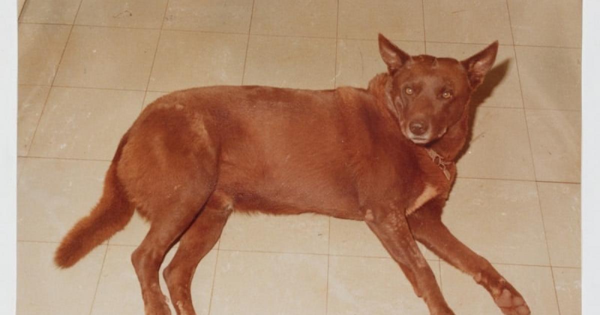 Red Dog file | WAnderland | Western Australian Museum