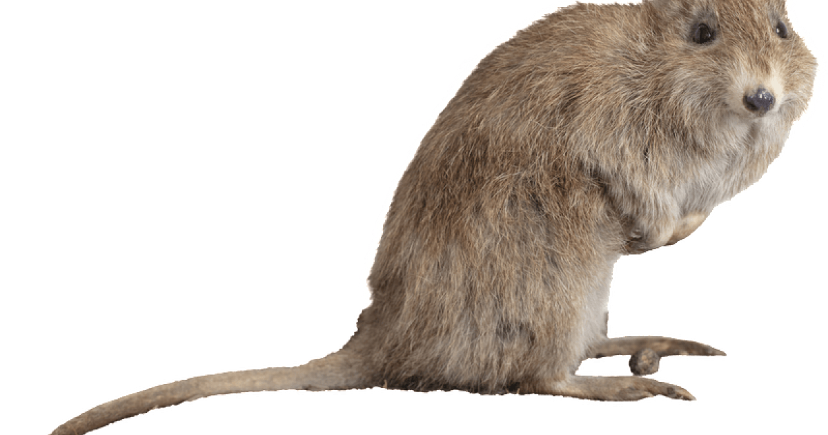 Gilbert's Potoroo | WAnderland | Western Australian Museum