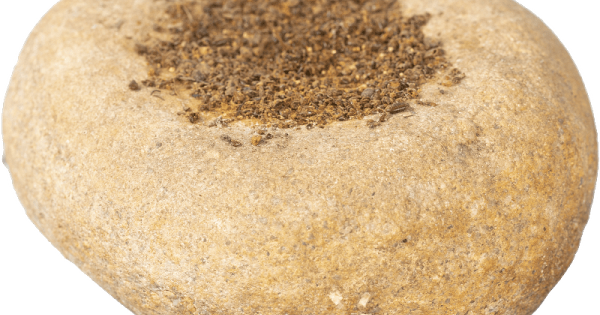 Wattle seeds | WAnderland | Western Australian Museum