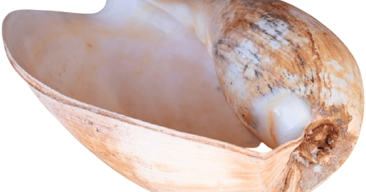 Giant bailer shell | WAnderland | Western Australian Museum