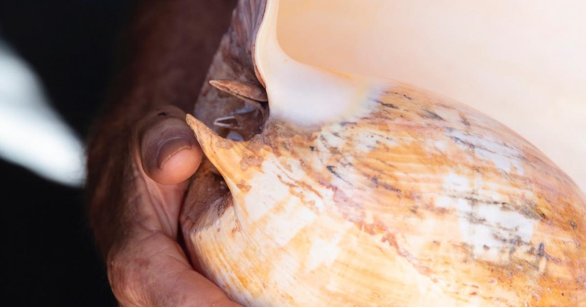 Murujuga - Nganjarli walk trail | WAnderland | Western Australian Museum