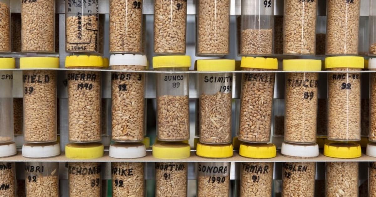 Grain samples | WAnderland | Western Australian Museum