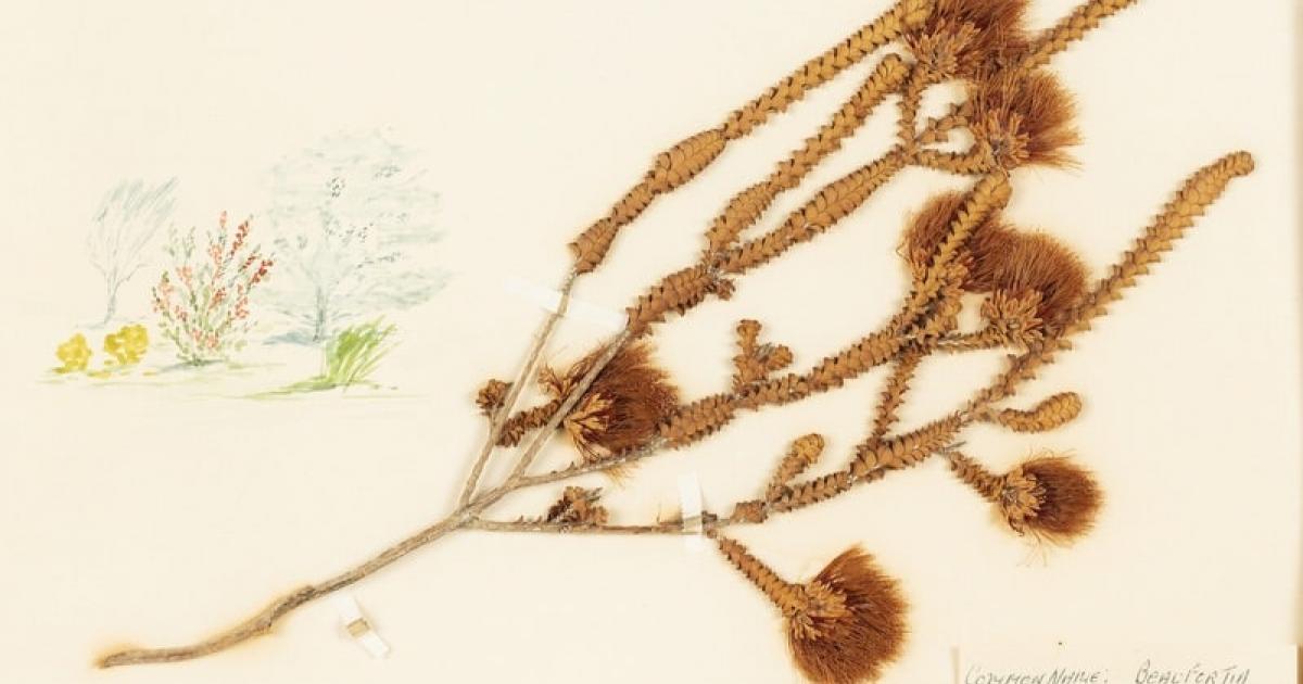 Preserved wildflowers and drawing | WAnderland | Western Australian Museum