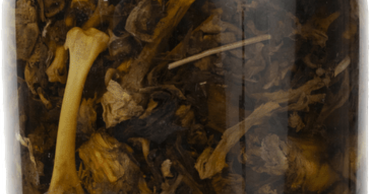 Jar of animals | WAnderland | Western Australian Museum